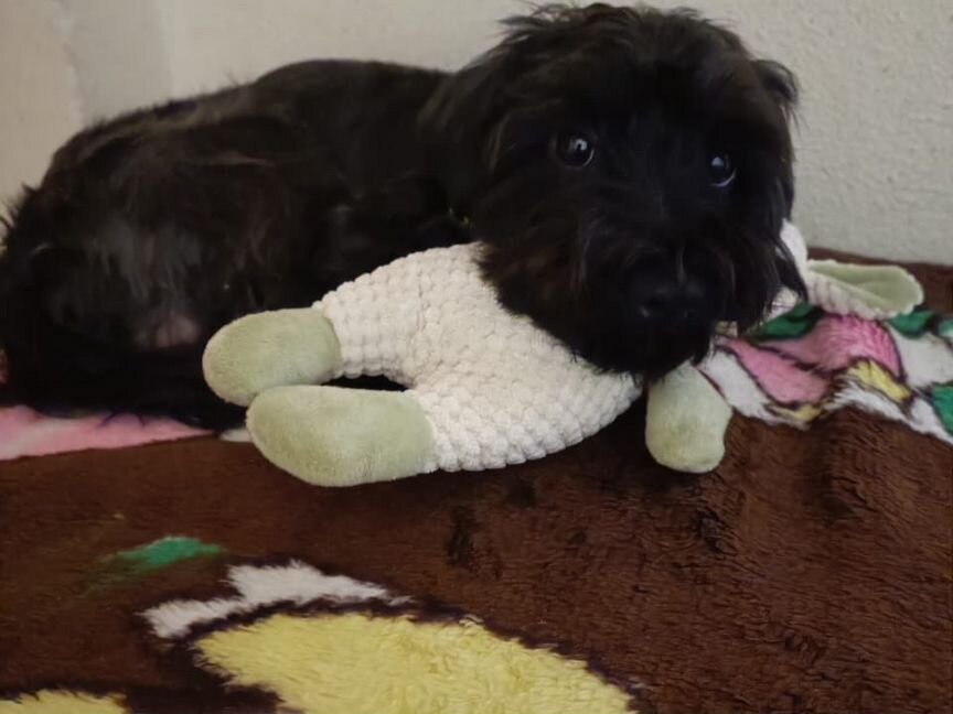 Вязка йорк собака