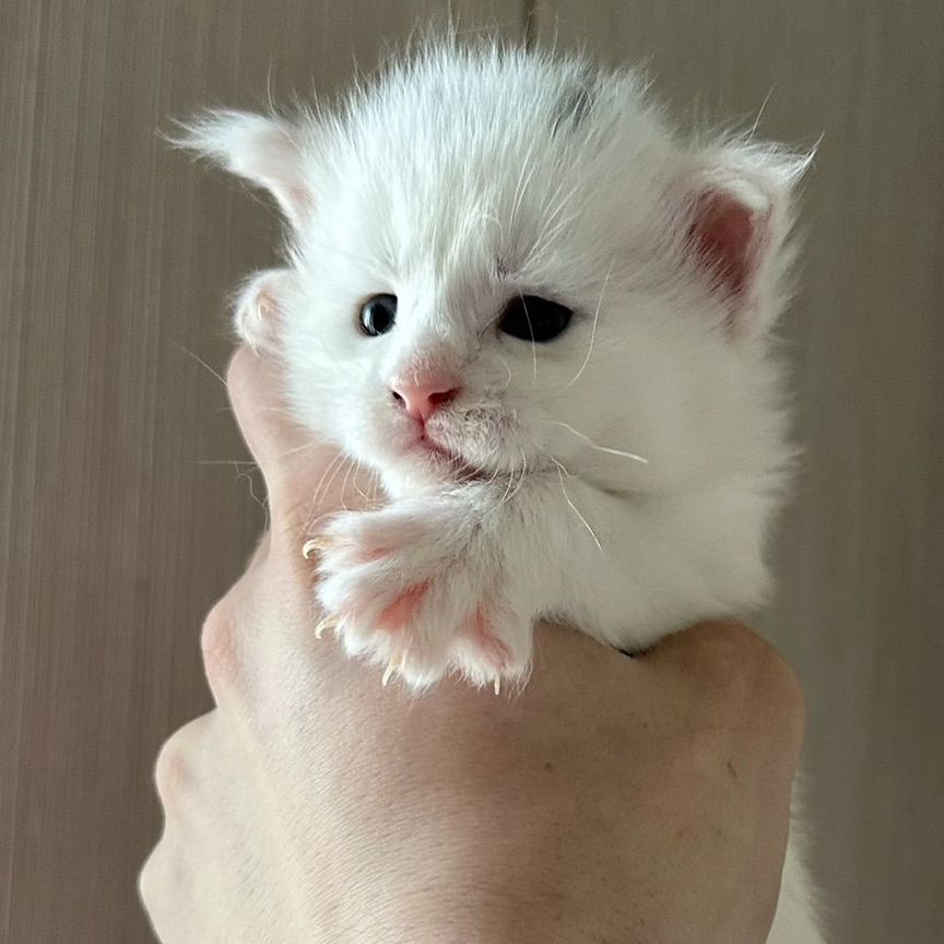 Мейн-кун котёнок