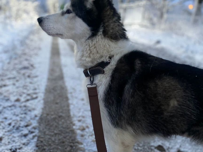 Якутская собака в добрые руки