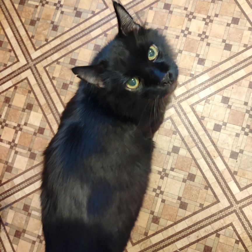 Котята бесплатно