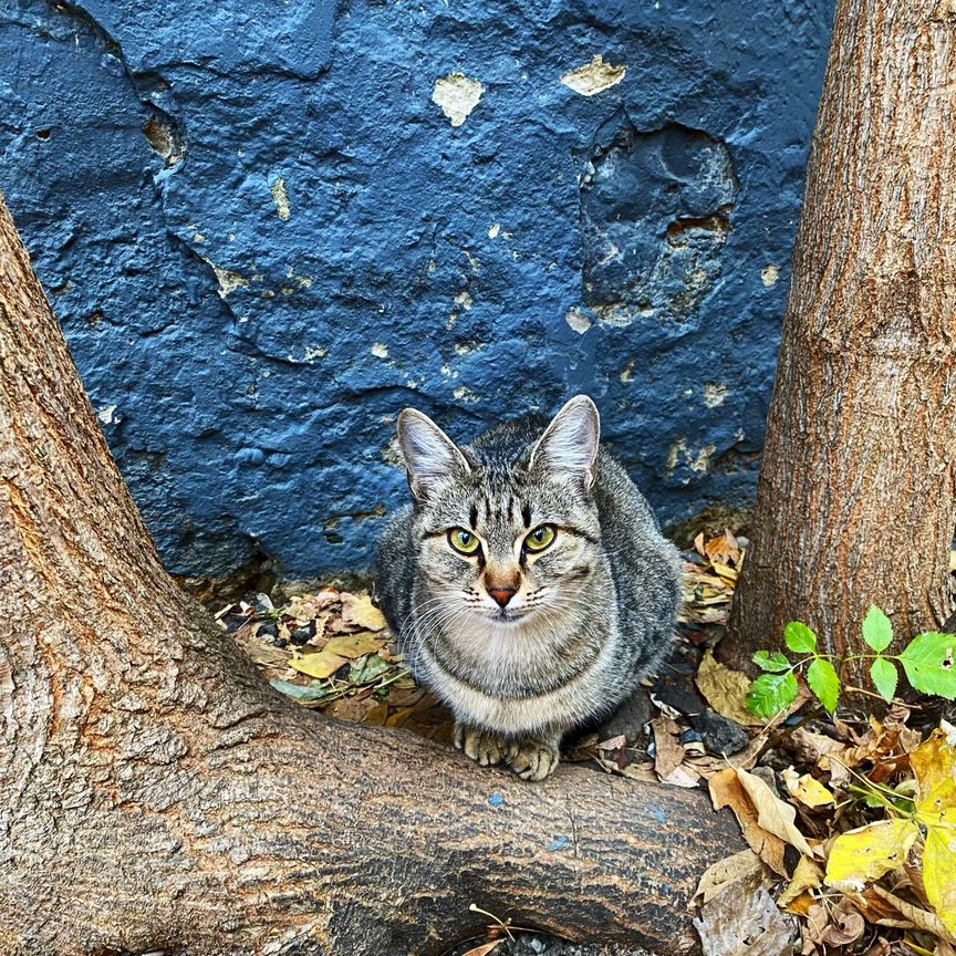 Кошечка Пискушка в добрые руки