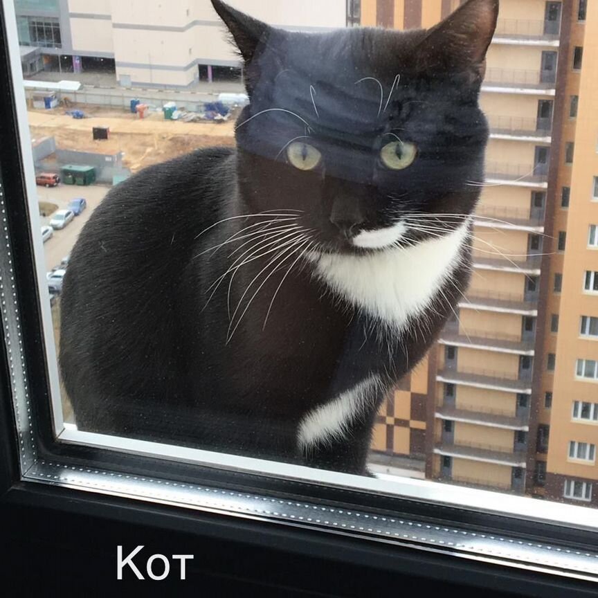 Котики ищут дом