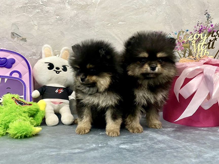 Померанский шпиц медвежьего типа