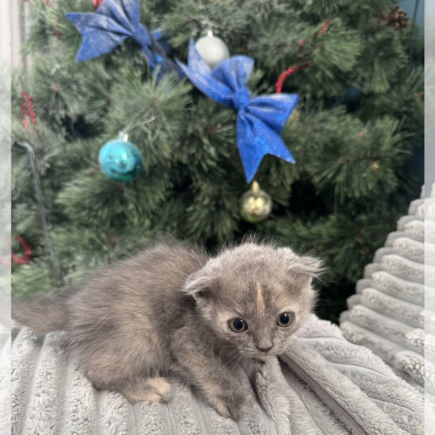 Шотландский вислоухий короткошёрстный котёнок
