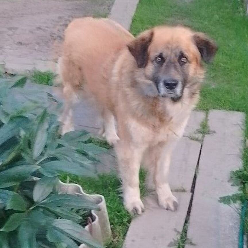 Взрослый пёс в добрые руки