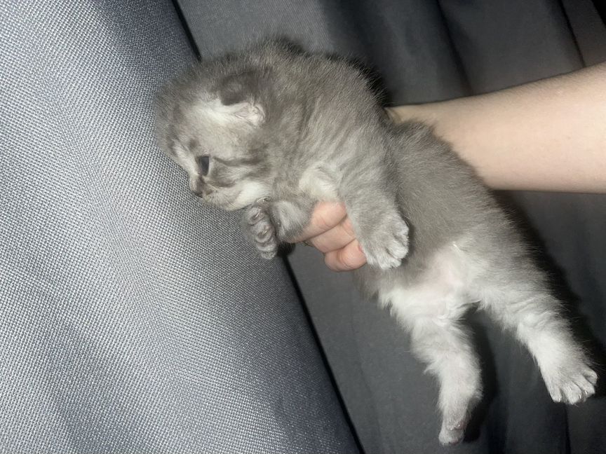 Шотландские котята