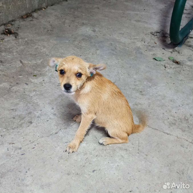 Щеночек мини-лисенок в дар