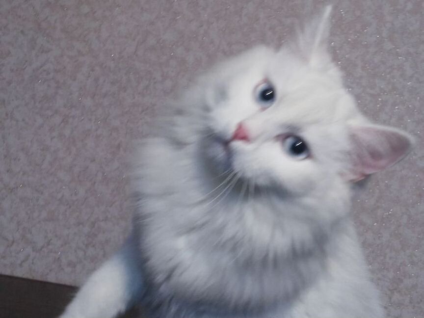 Кошка турецкая ангора