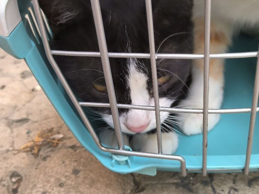 Неразлучные коты в любящие руки