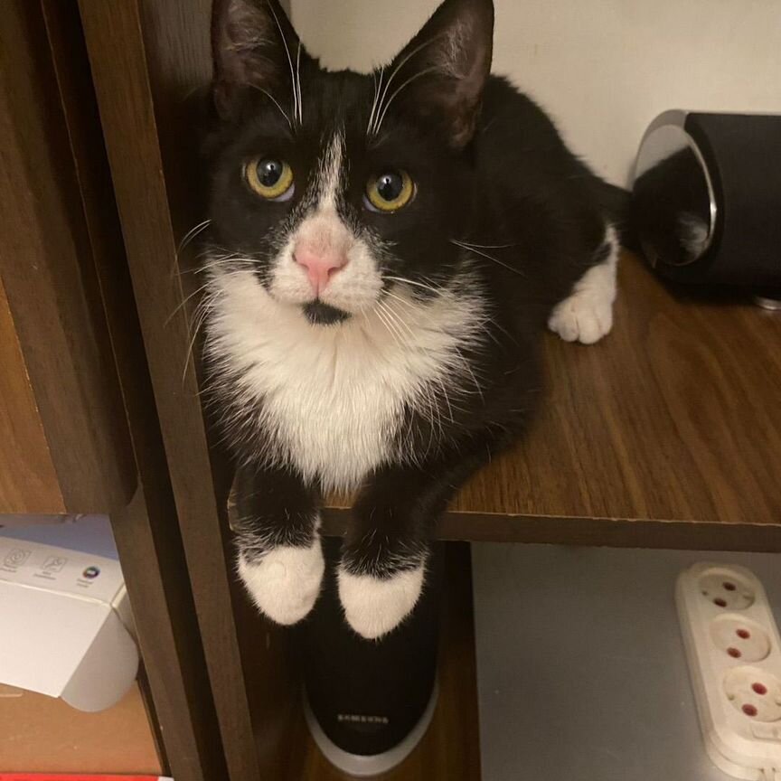 Молодой котик, кот в поисках дома