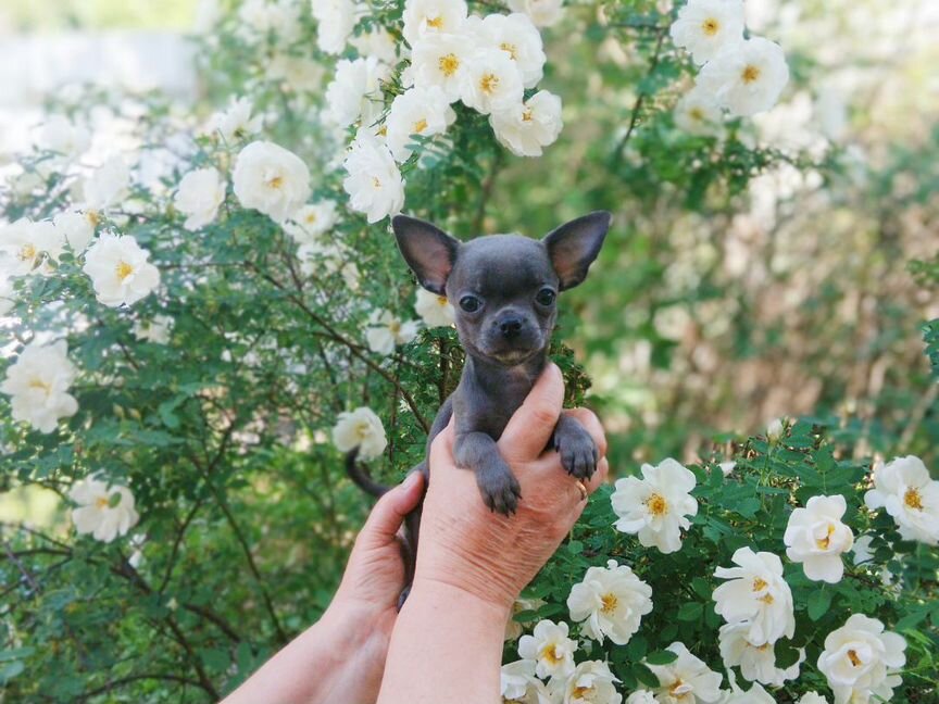 Чихуахуа: голубой, шоколад, триколор