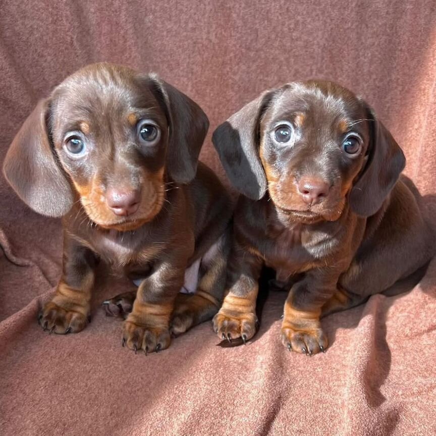 Кроличья такса, щенок