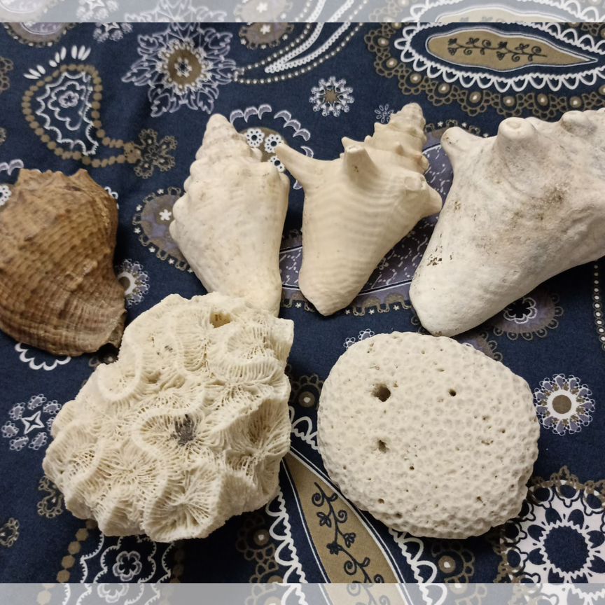Морские раковины и кораллы