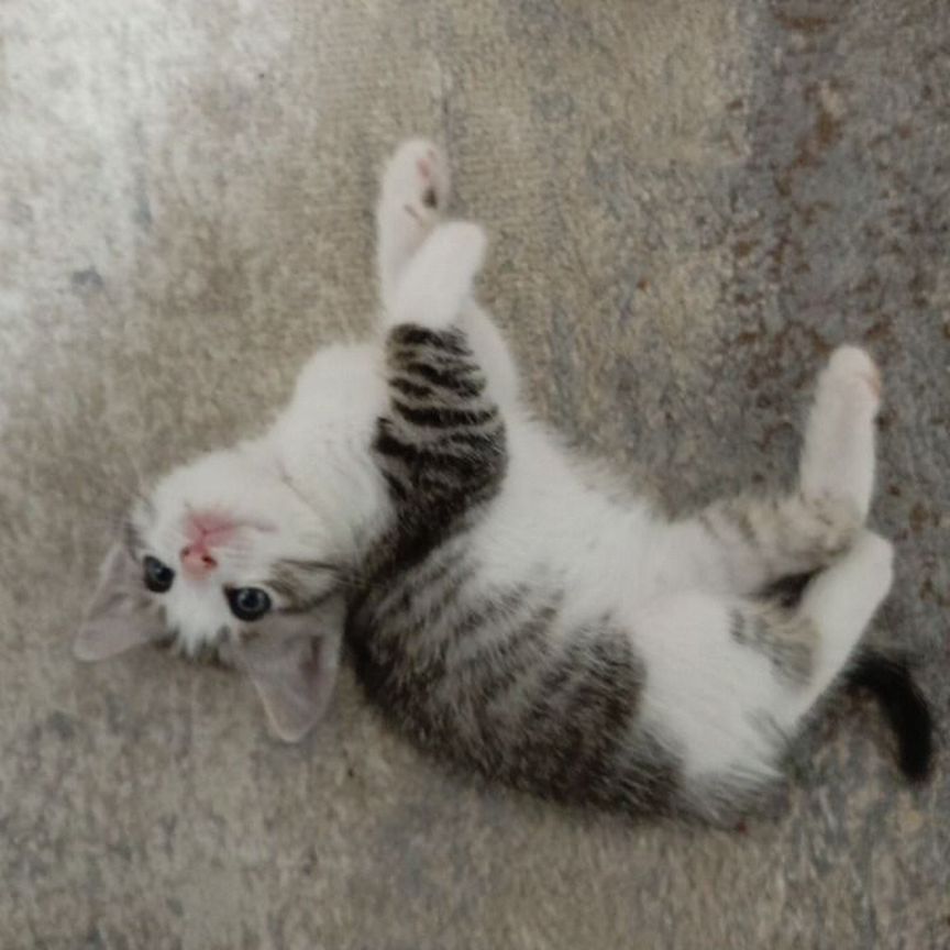 Котята в добрые руки бесплатно