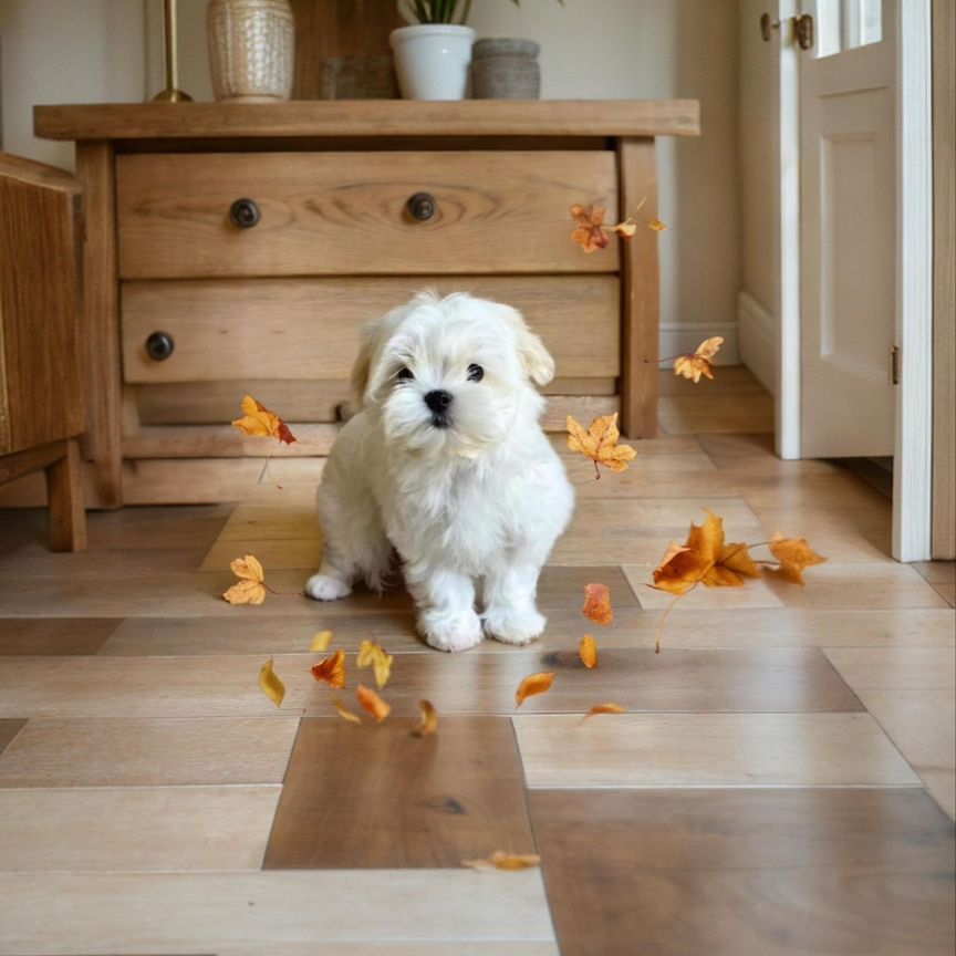 Два Шикарных Мальтипу ф1 Парни