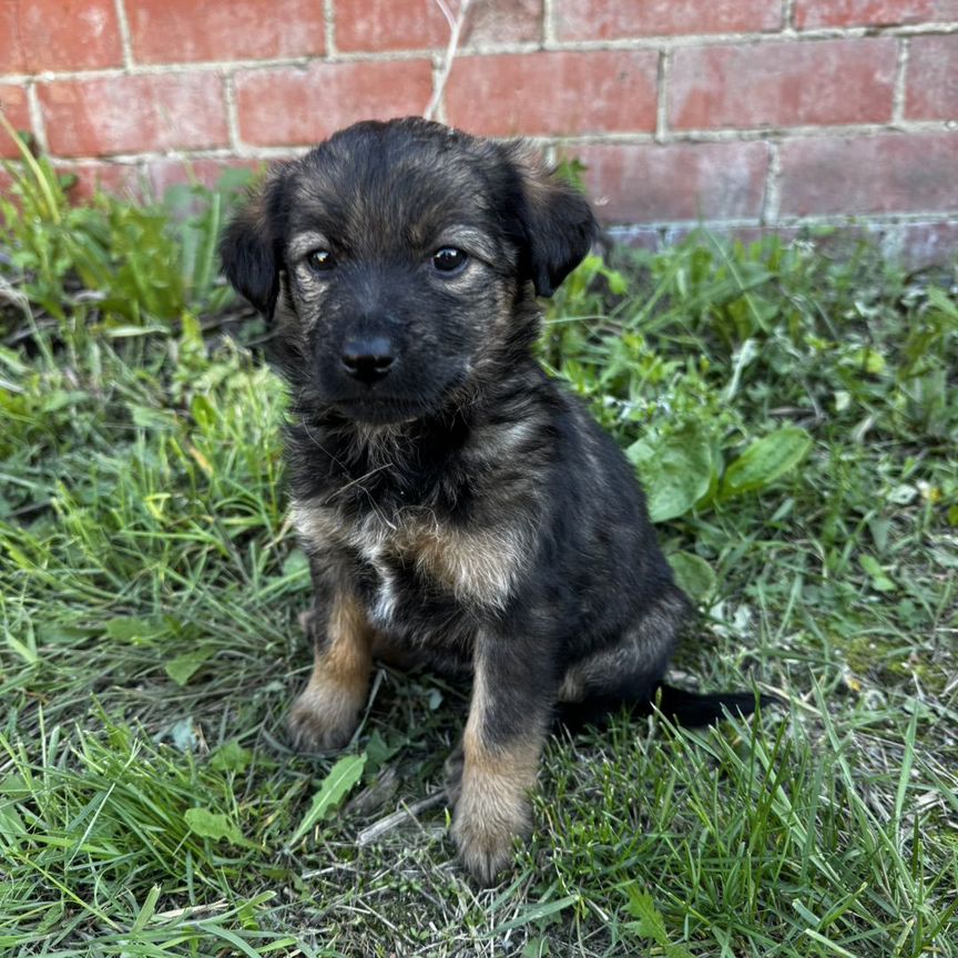 Щенок в добрые руки