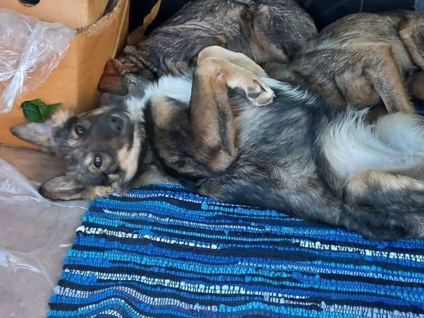 Щенок в добрые руки бесплатно