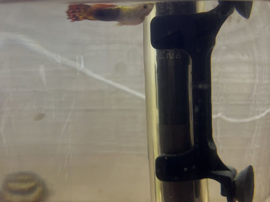 Аквариумная рыбка