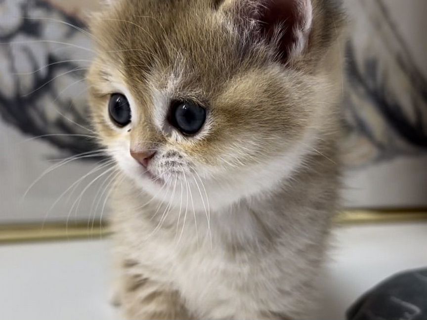 Британские котята золотая шиншилла