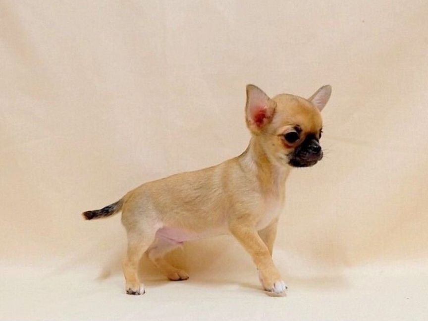 Чихуа мальчик с маской