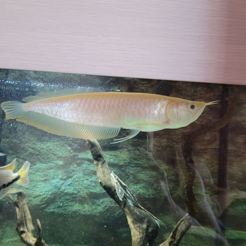 Арована альбинос