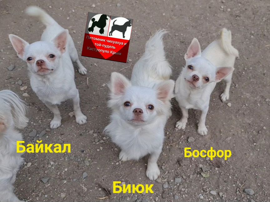 Белые подрощенные шикарные чихуахуа братья