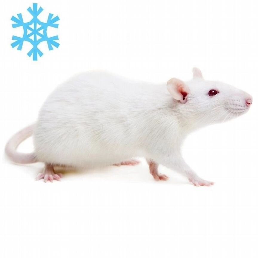 Замороженные корма для рептилий и хищных птиц