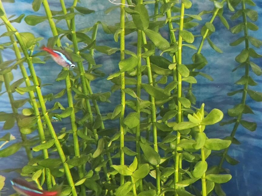 Аквариумные растения бакопа монье
