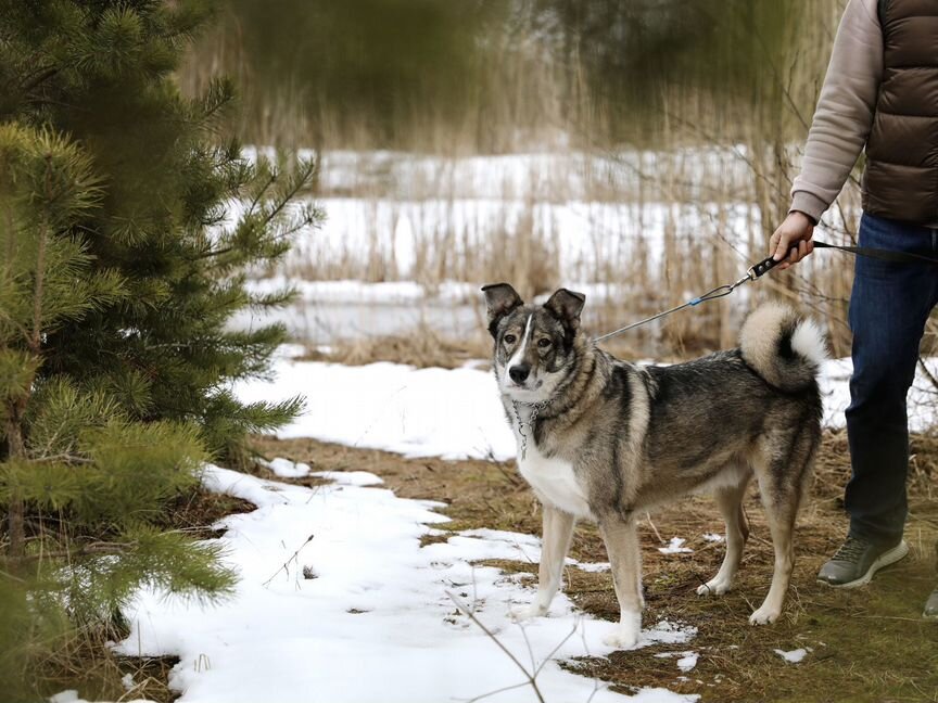 Пёс ищет дом