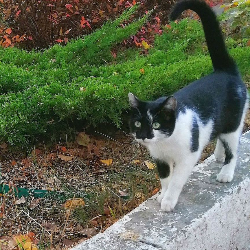 Кошечка в добрые руки