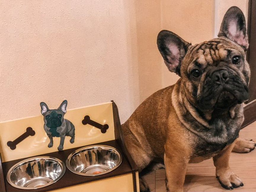 Подставка для еды и воды для кошек и собак