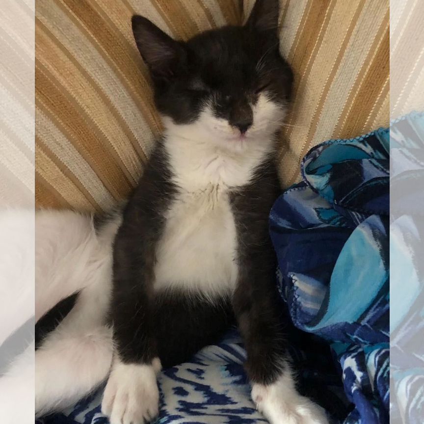 Одноглазый котенок