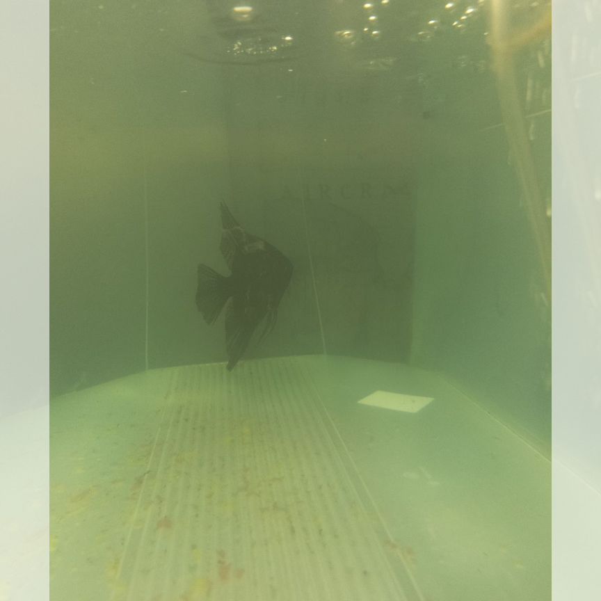 Мраморный Самец скалярии