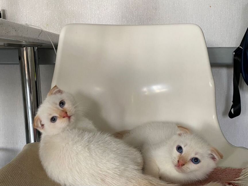 Котята вислоухие гопоаллергенные