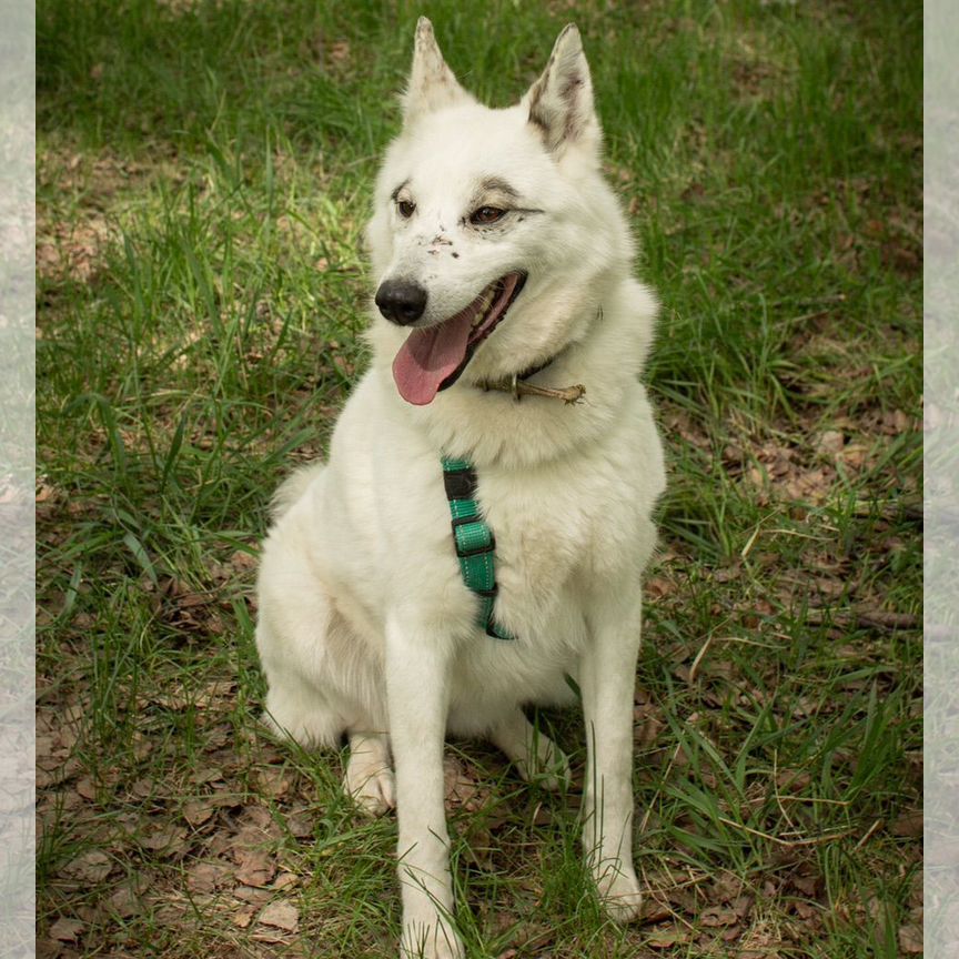 Заберите Сюзанну из приюта