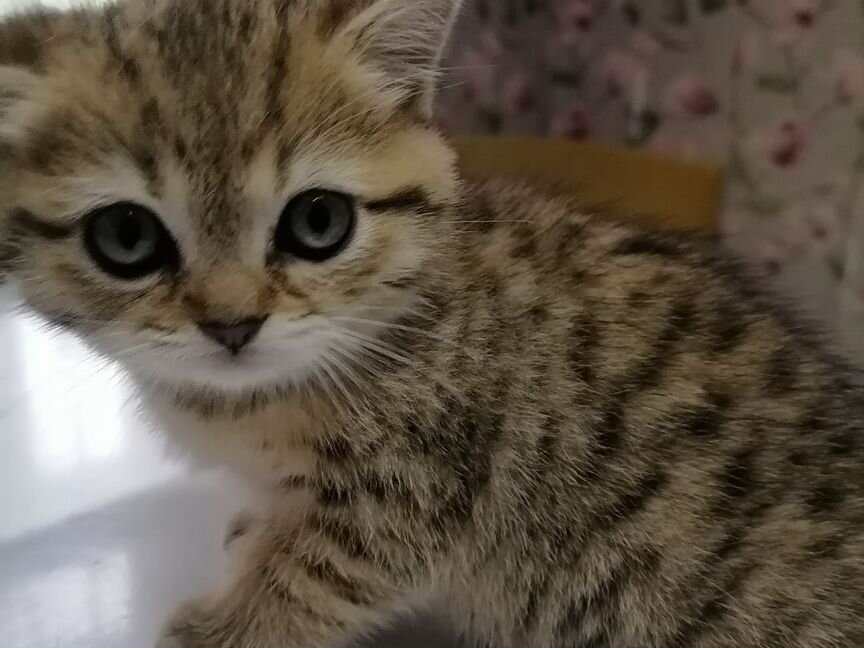 Шотландская золотая шиншилла