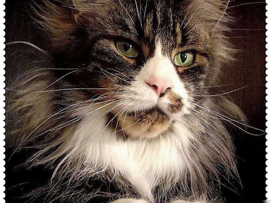 Котята мейн-кун