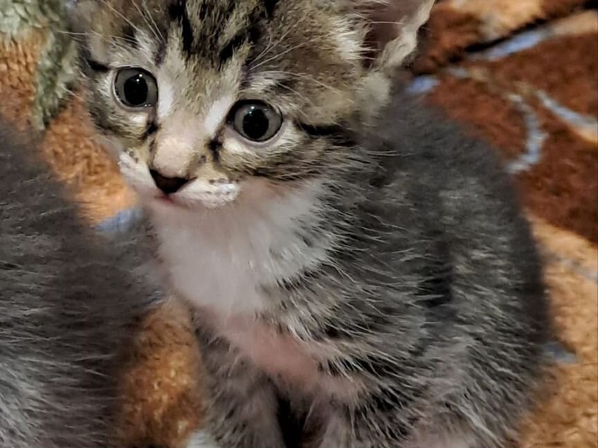 Котенок в добрые руки