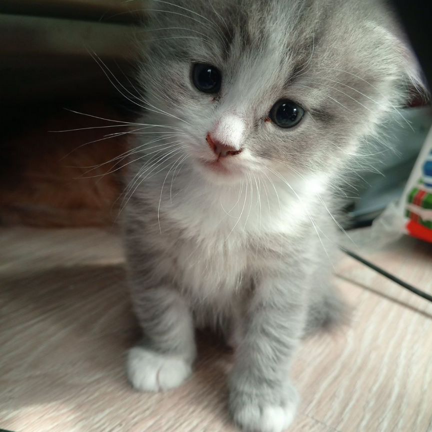 Милый котик