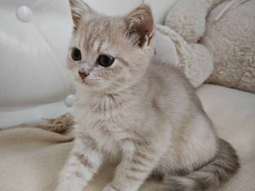 Шотландские котята