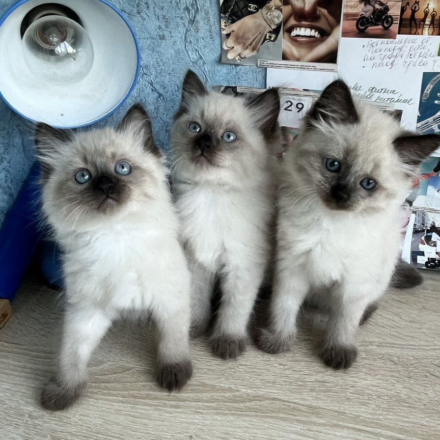 Невские маскарадные котята
