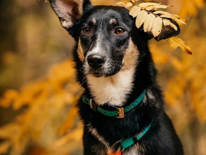 Собака в добрые руки. Лили