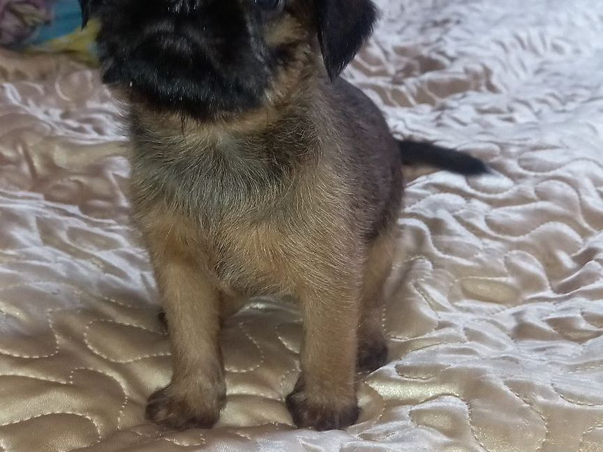 Брюссельский гриффон щеночек