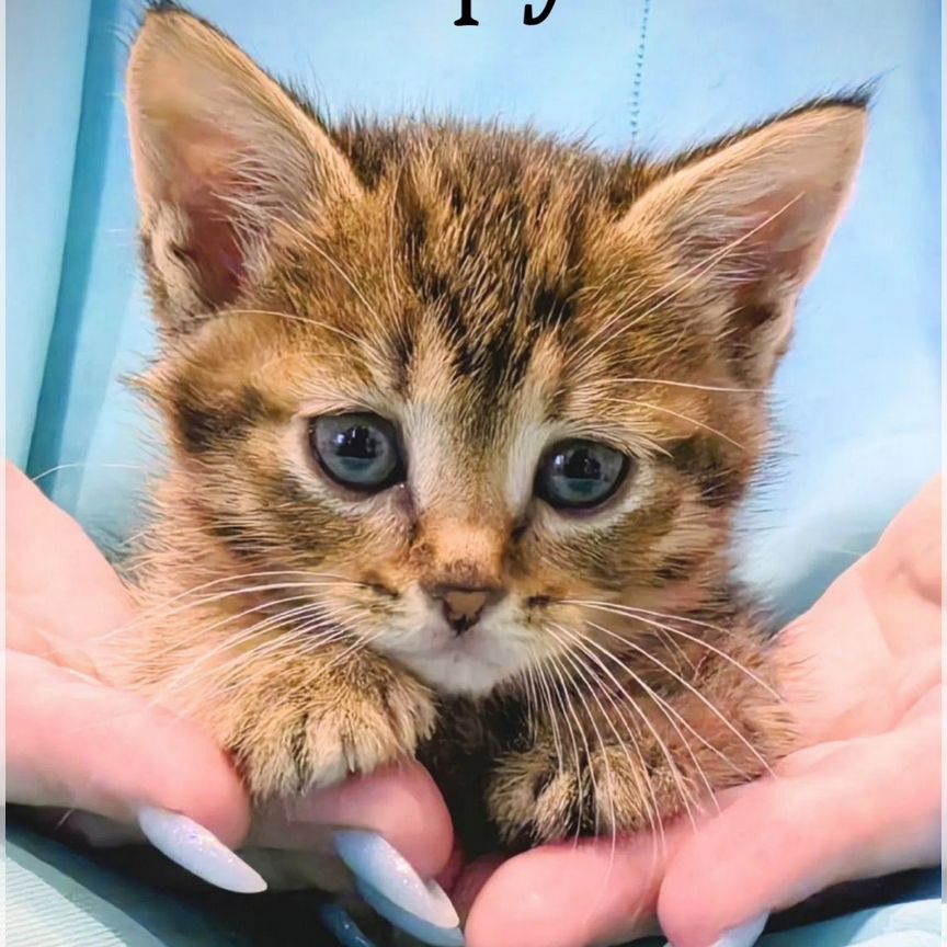 Европейский короткошёрстный котёнок