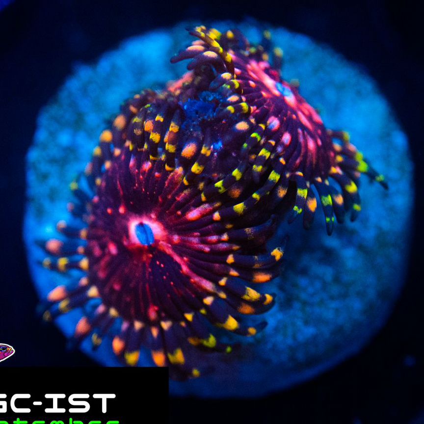 CGC Pink Katana Zoa (Живой коралл)