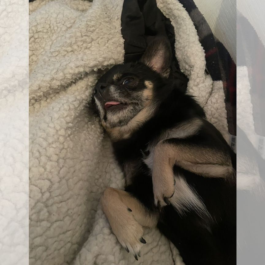 Вязка чихуахуа