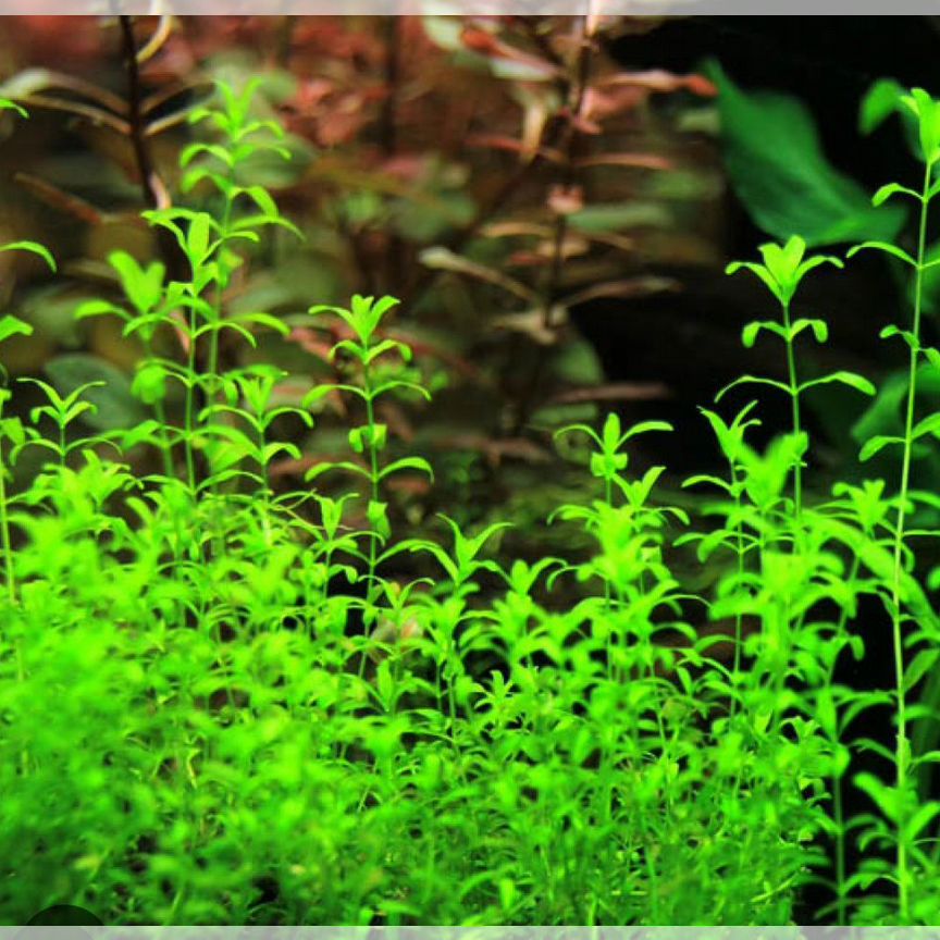 Аквариумное растение хемиантус микронтемоидес