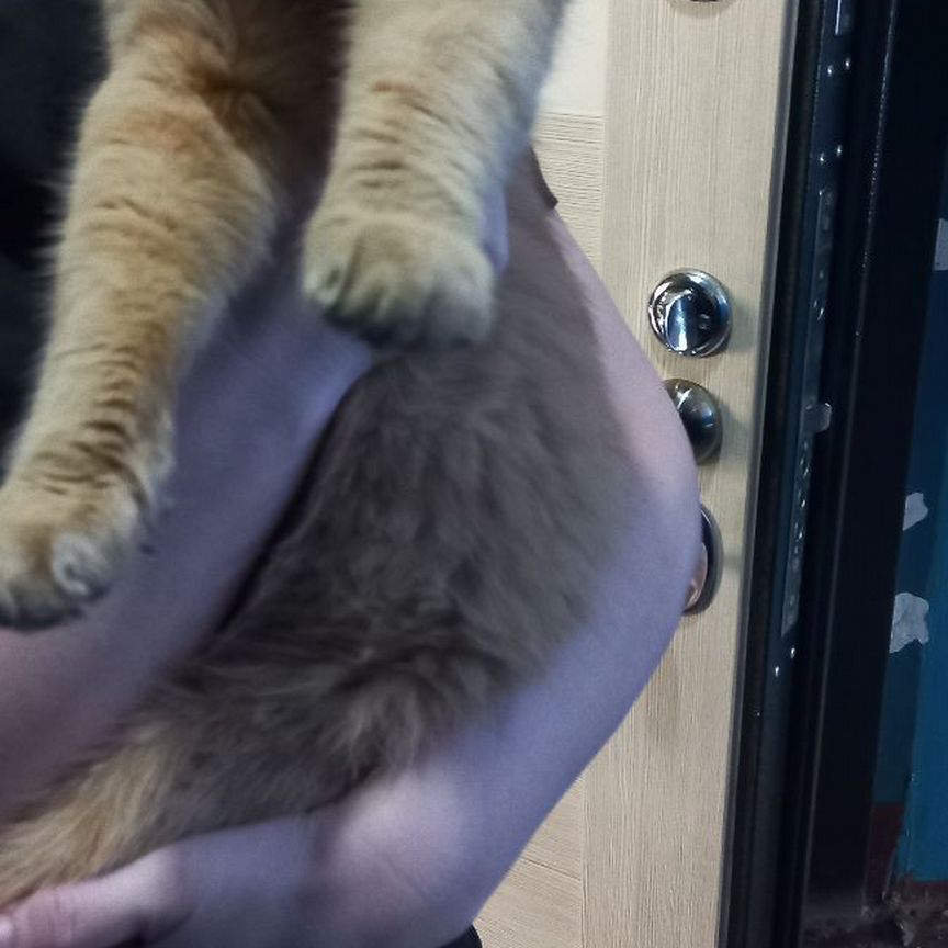 Котик в добрые руки мальчик