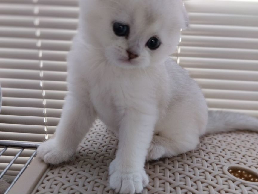 Шотландская вислоухая серебристая шиншилла Мальчик