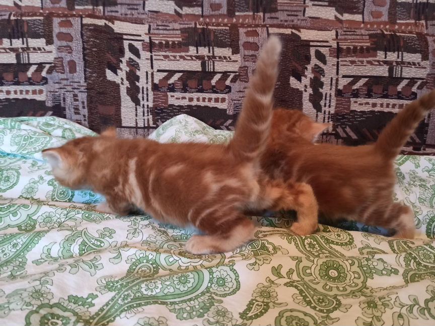 Рыжие хвостики в добрые руки